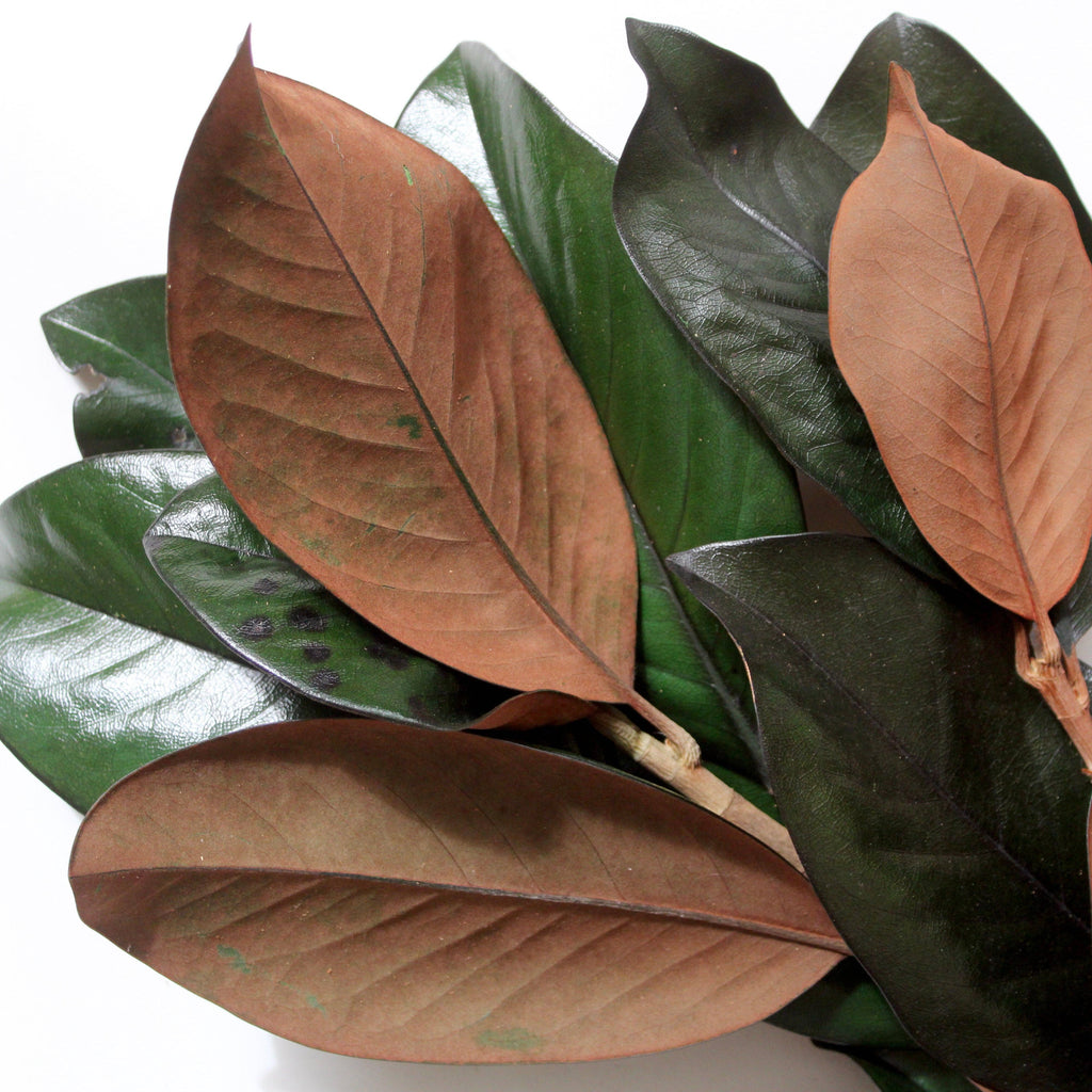 Magnolia Stems - Preserved – Mettowee Mint