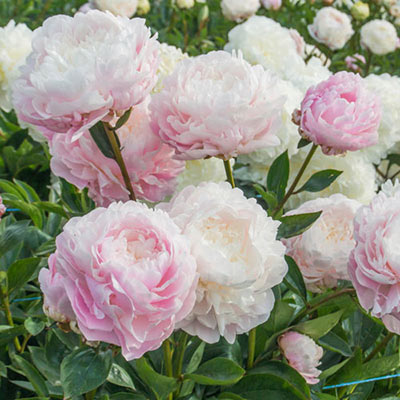 Peony 'Moon River' – Mettowee Mint